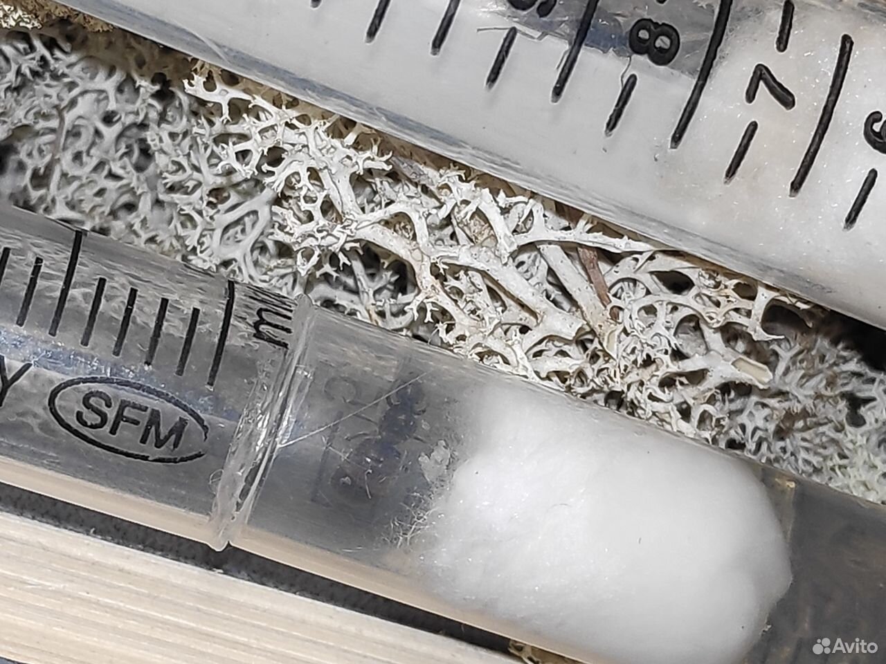 Муравьи Lasius niger и Messor Structor. Матки