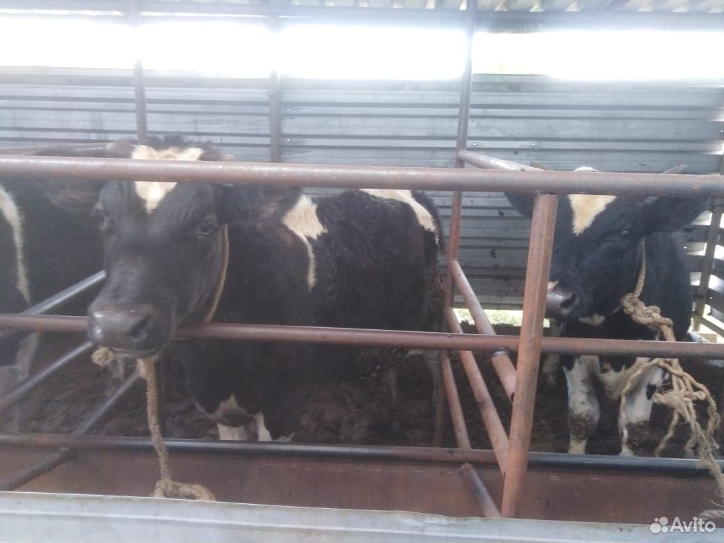 Продам быков