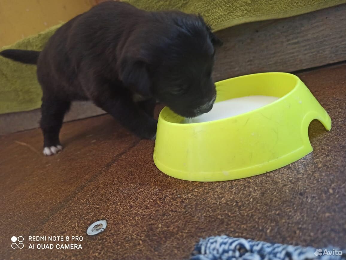 Отдам щеночков