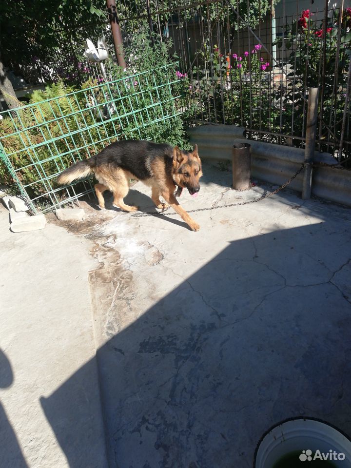 Немецкая овчарка