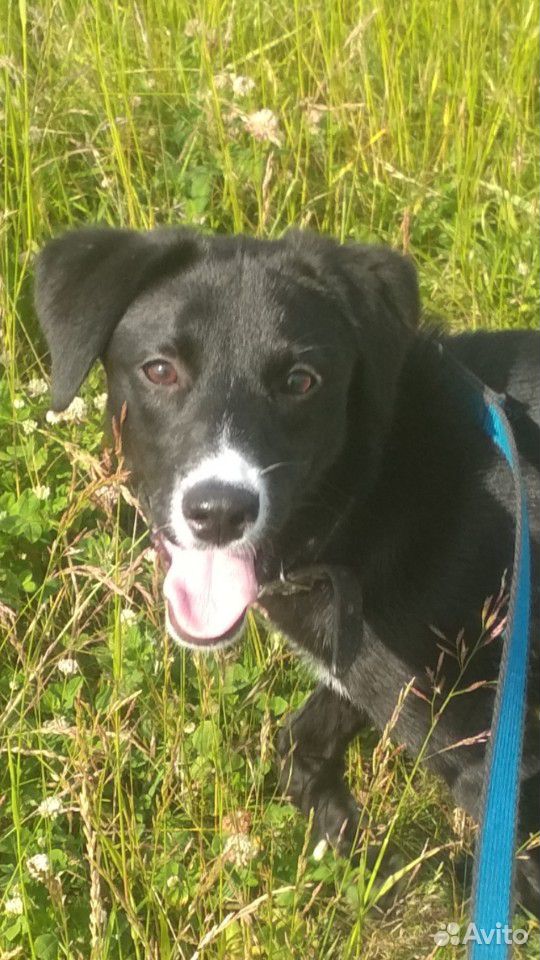 Сюзи небольшая комнатная собака 6 месяцев