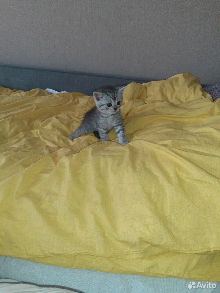 Продаю чистокровного мраморного британца мальчик 1