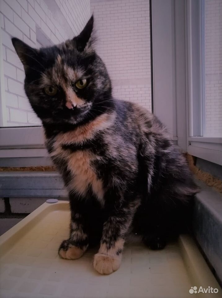 Кошечка в добрые руки. Стерилизована