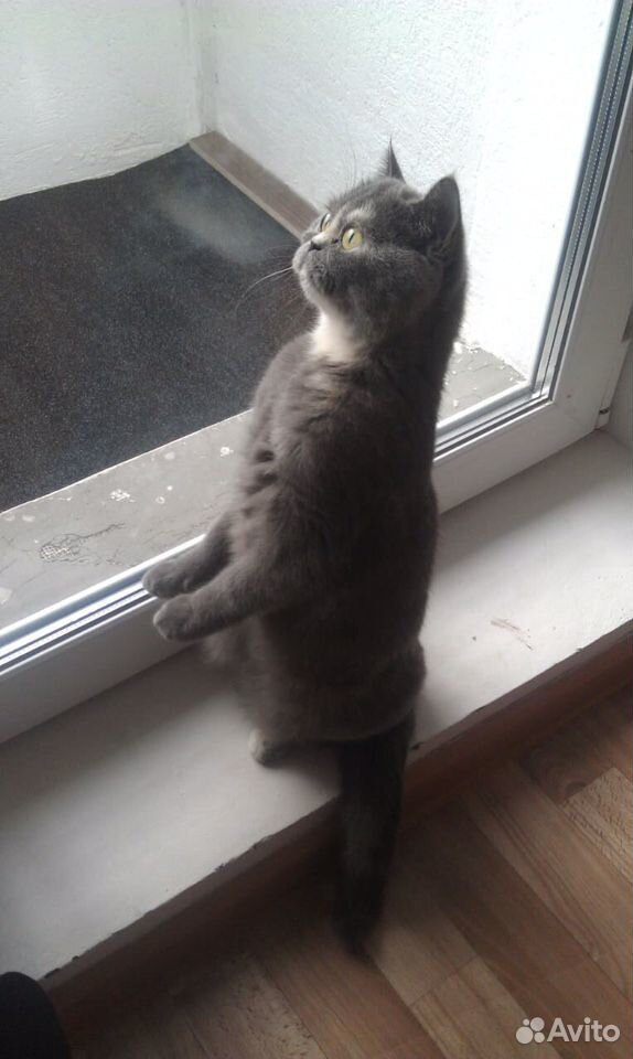 Кошка бесплатно
