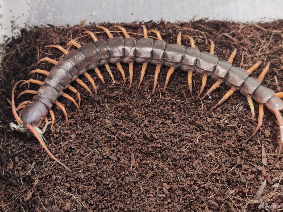 Вьетнамская сколопендра/Scolopendra subspinipes