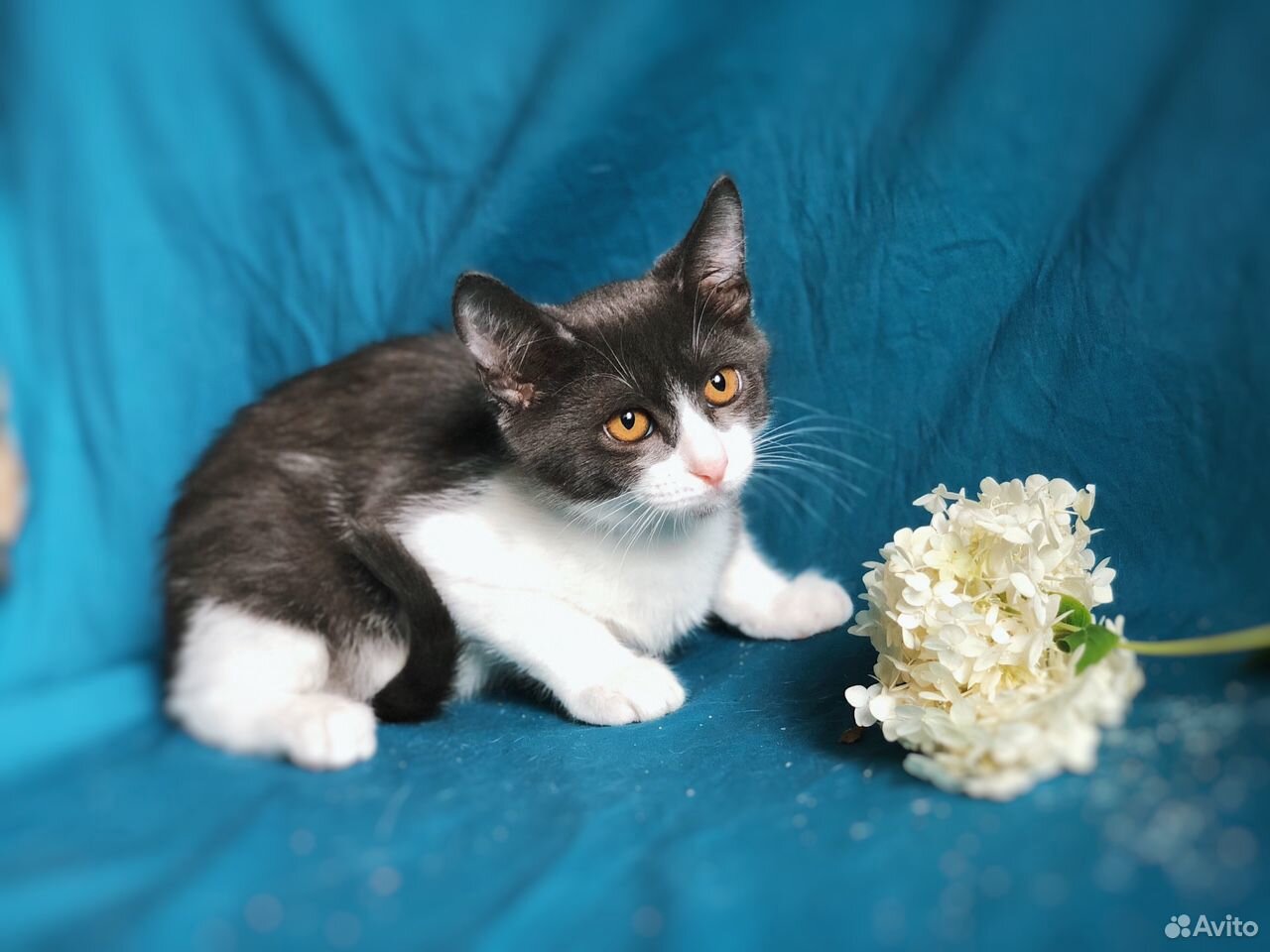 Котёнок в дар