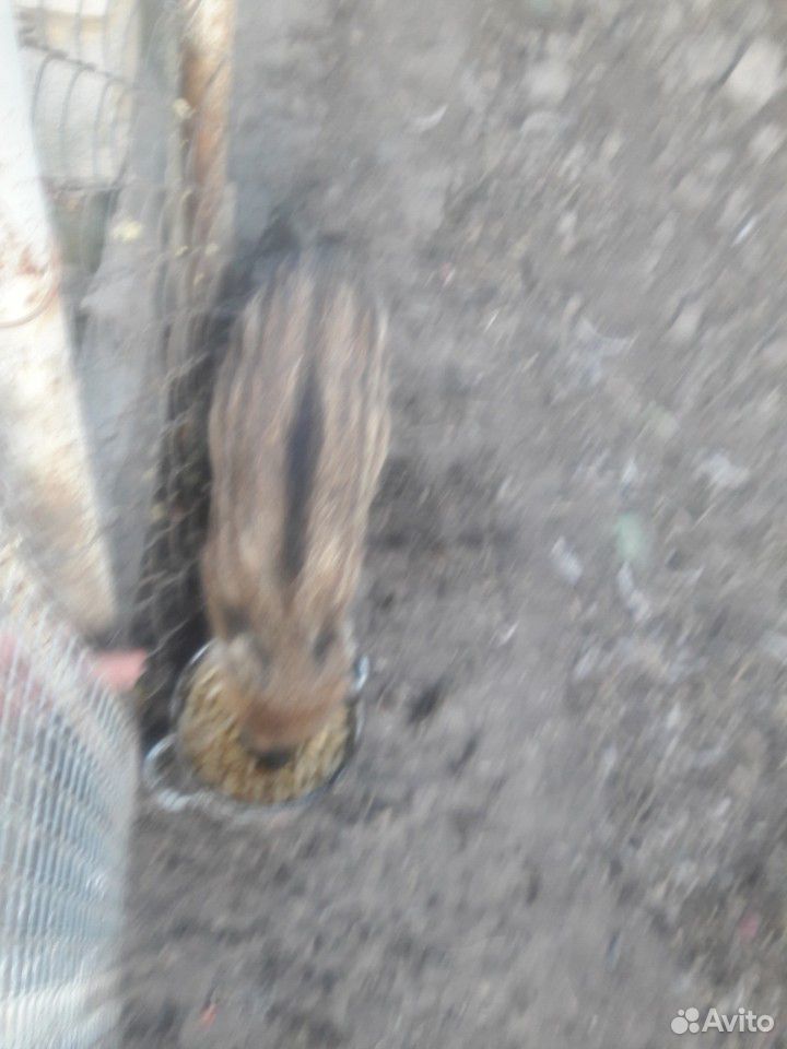 Дикий кабанчик