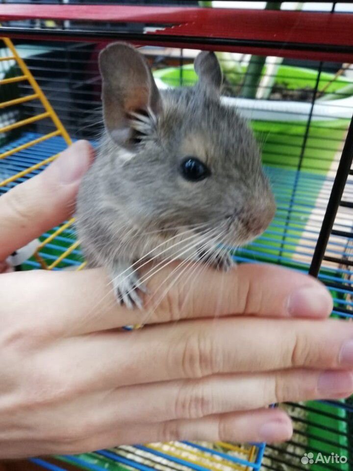 Дегу дымчатый (голубой)