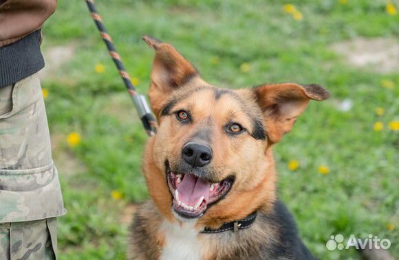 Добрейшая собака в дар