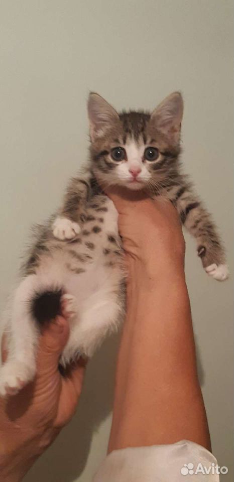 Отдам котёнка