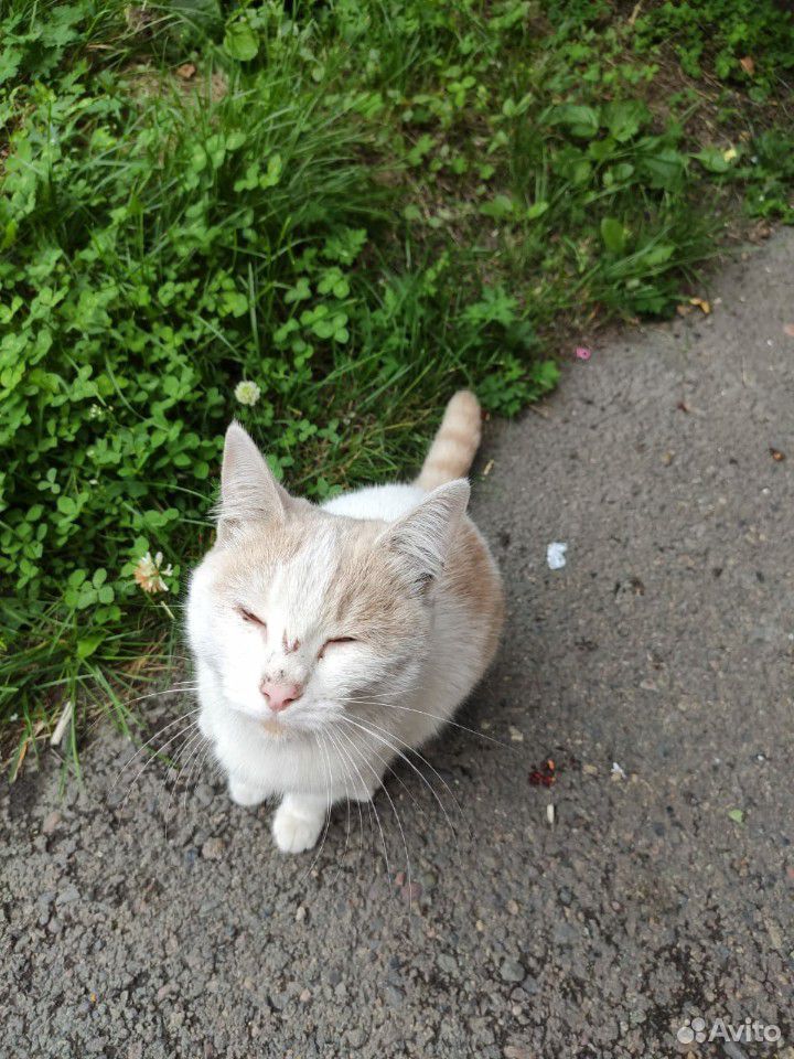 Котёнок (подросток) ищет хозяина