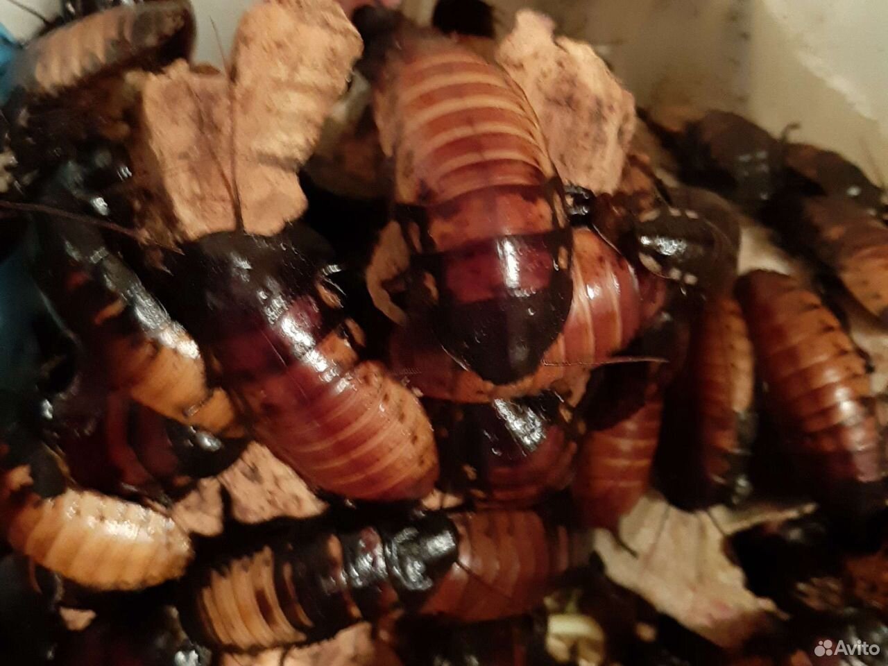 Мадагаскарские шипящие тараканы