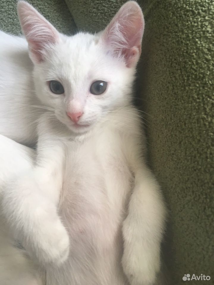 Рублевские котята