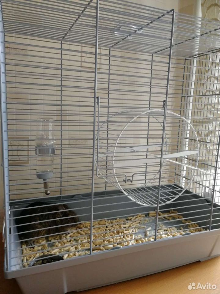 Отдам бельчонка дегу в добрые руки