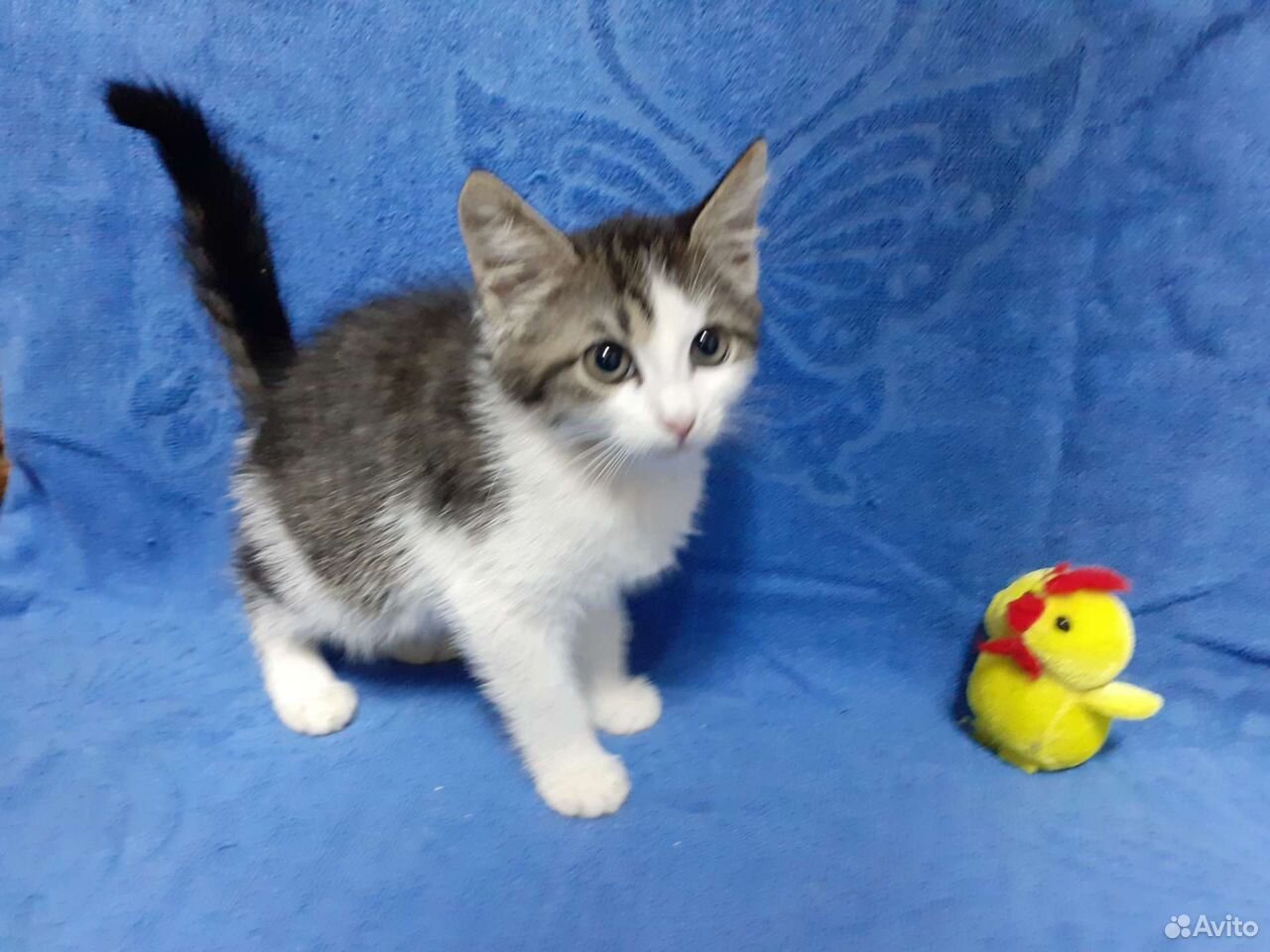 Очаровательный ласковый котенок девочка