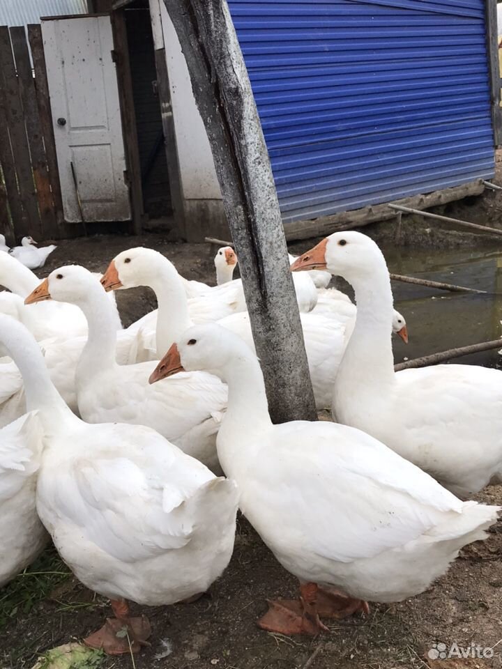 Гуси, утки, индоутки
