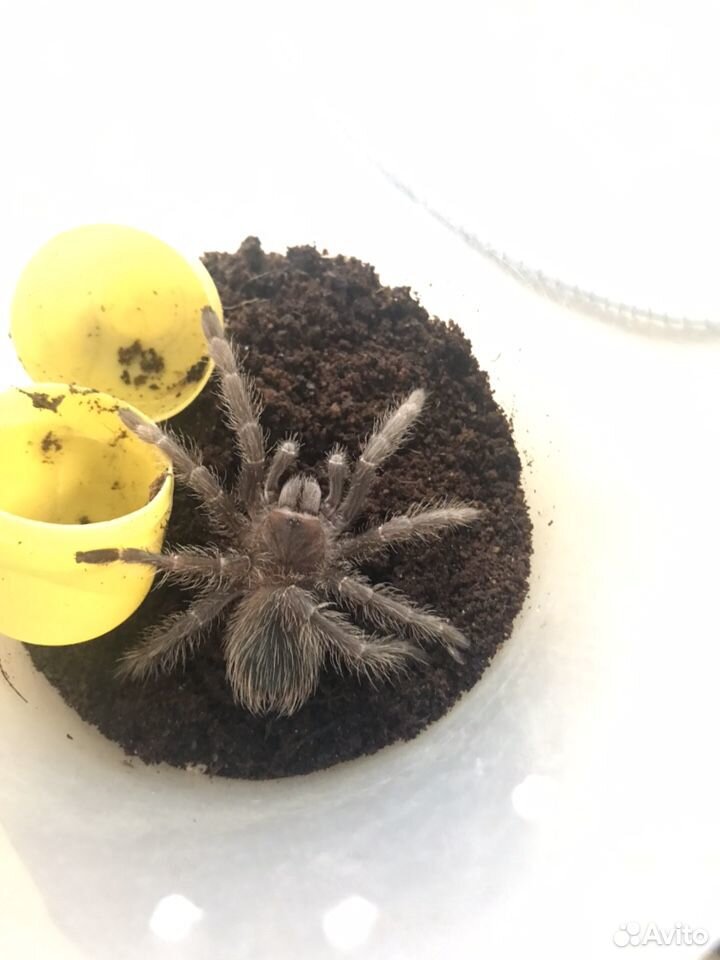 Lasiodora Parahybana паук птицеед