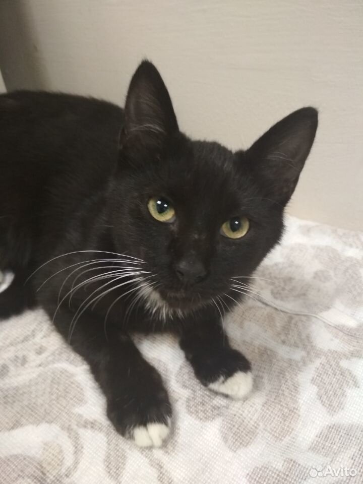 Котенок Алиса в добрые руки