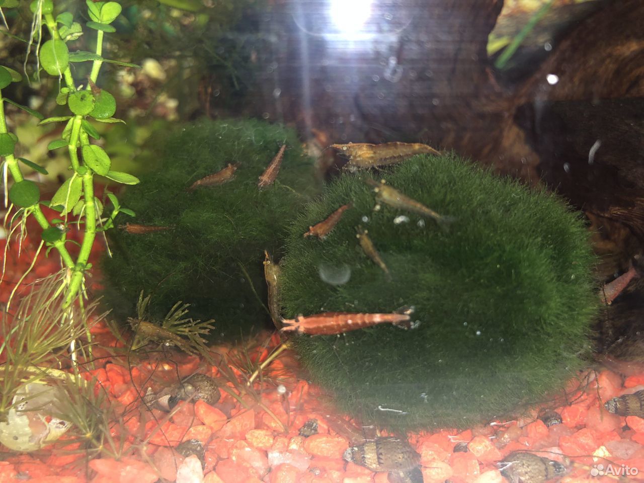 Креветки аквариумные “Вишня»