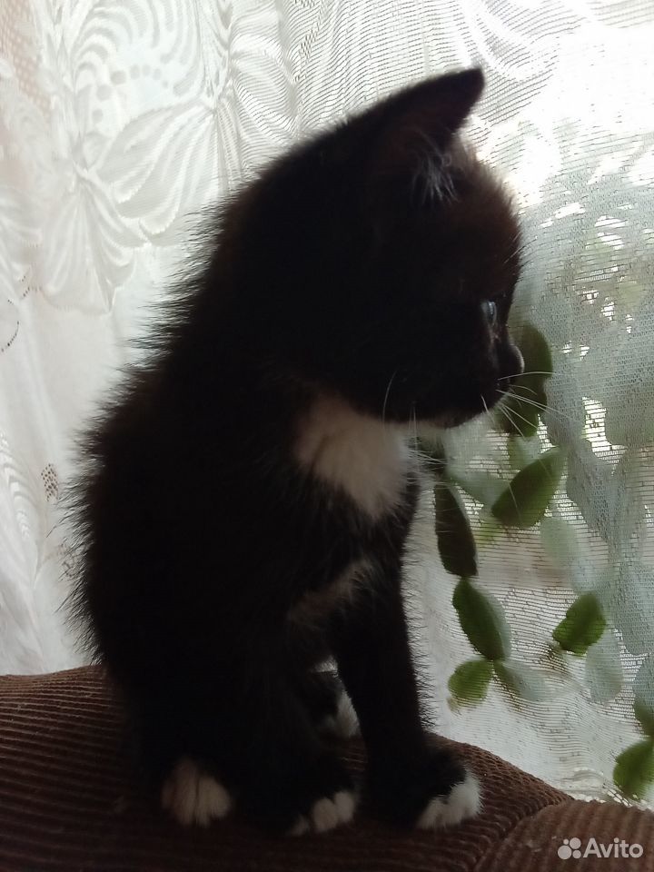 Котята в самые добрые руки