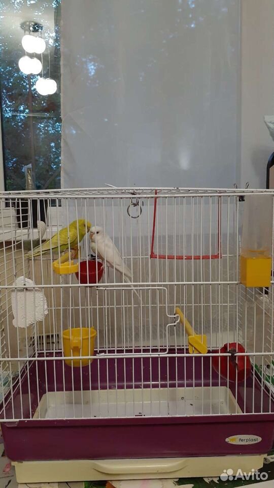 Волнистые попугаи(птенцы 4 мес).Желтый самец и бел
