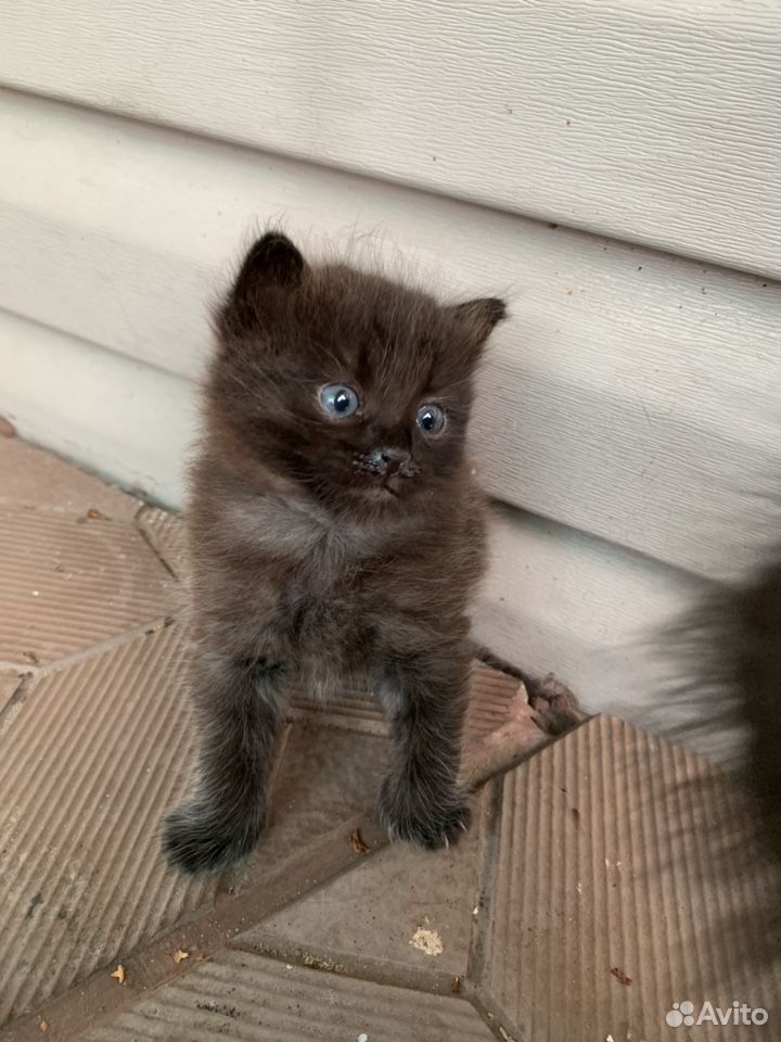 Котенок в добрые руки