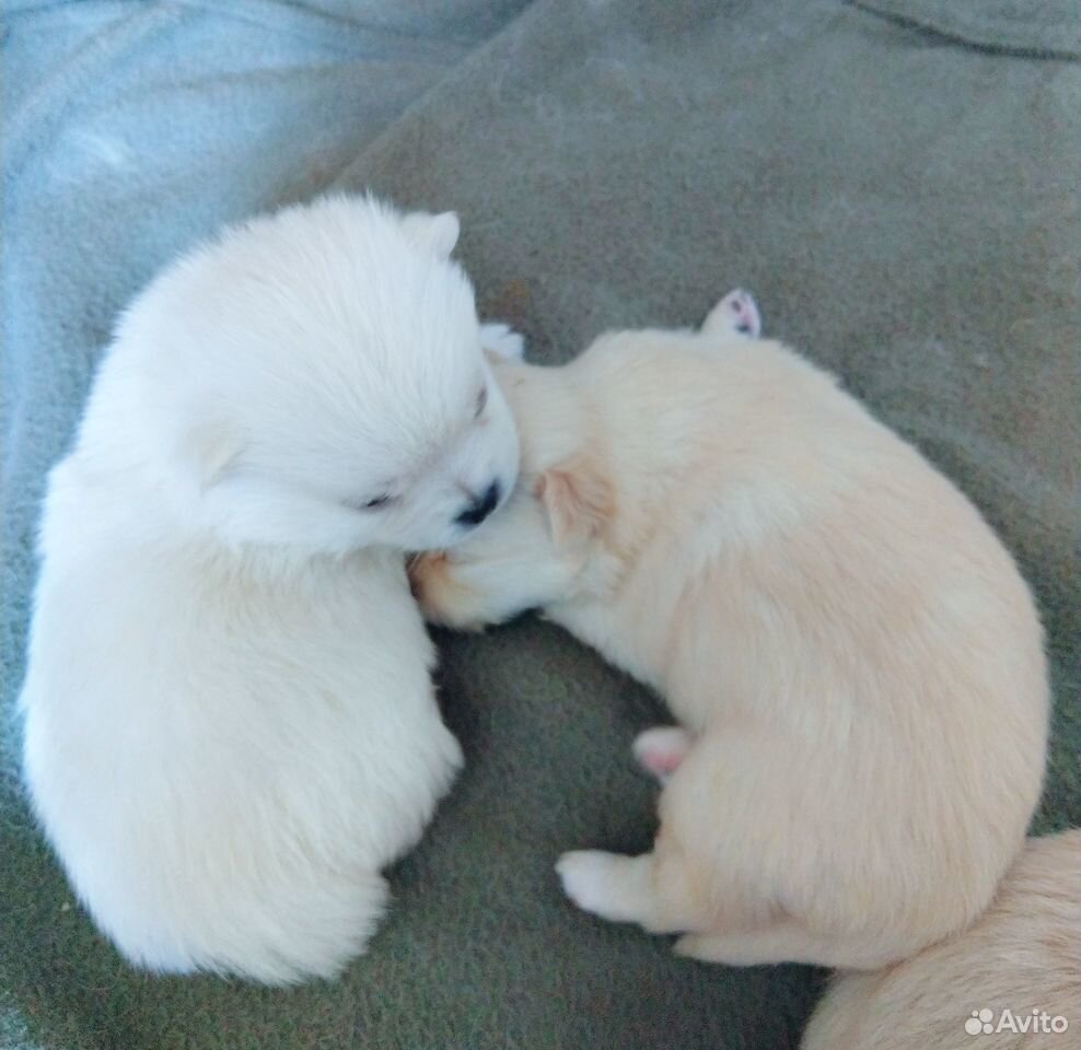 Щеночки шпица