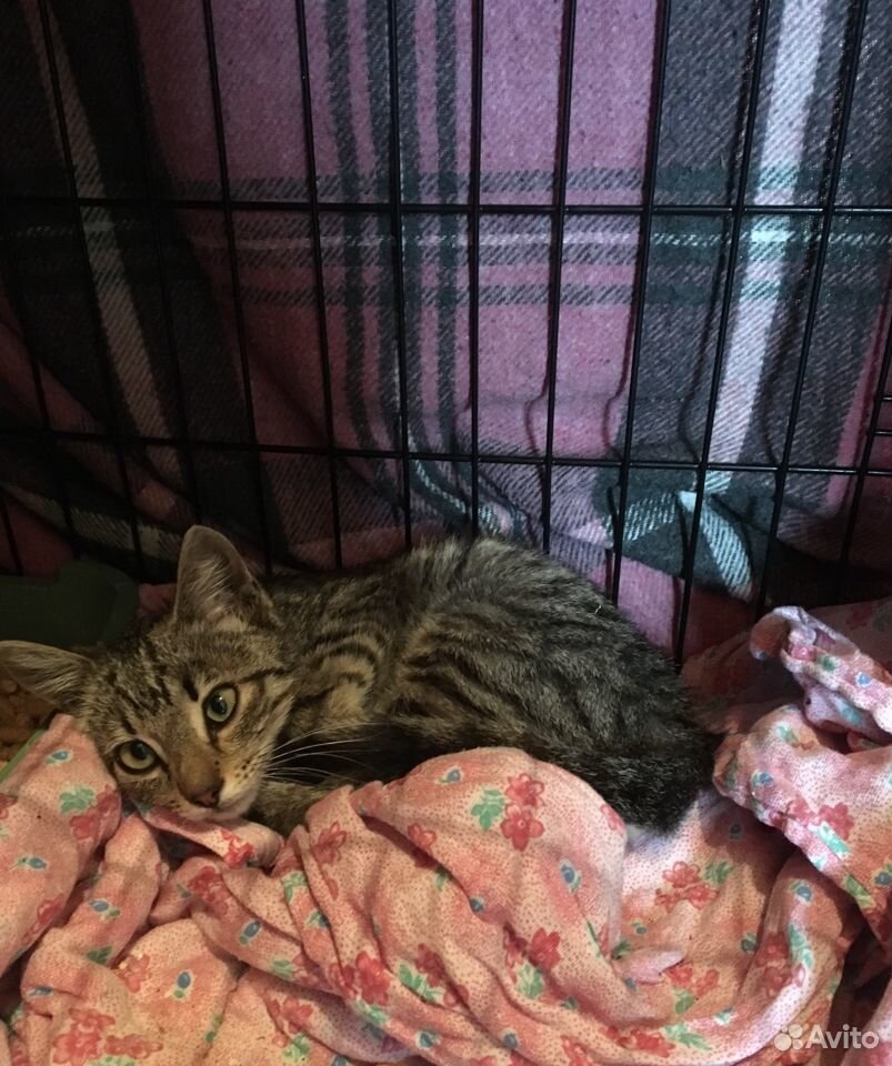 Кошка
