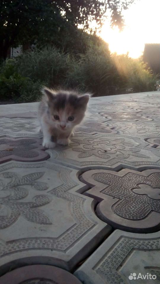 Котёнок Ася