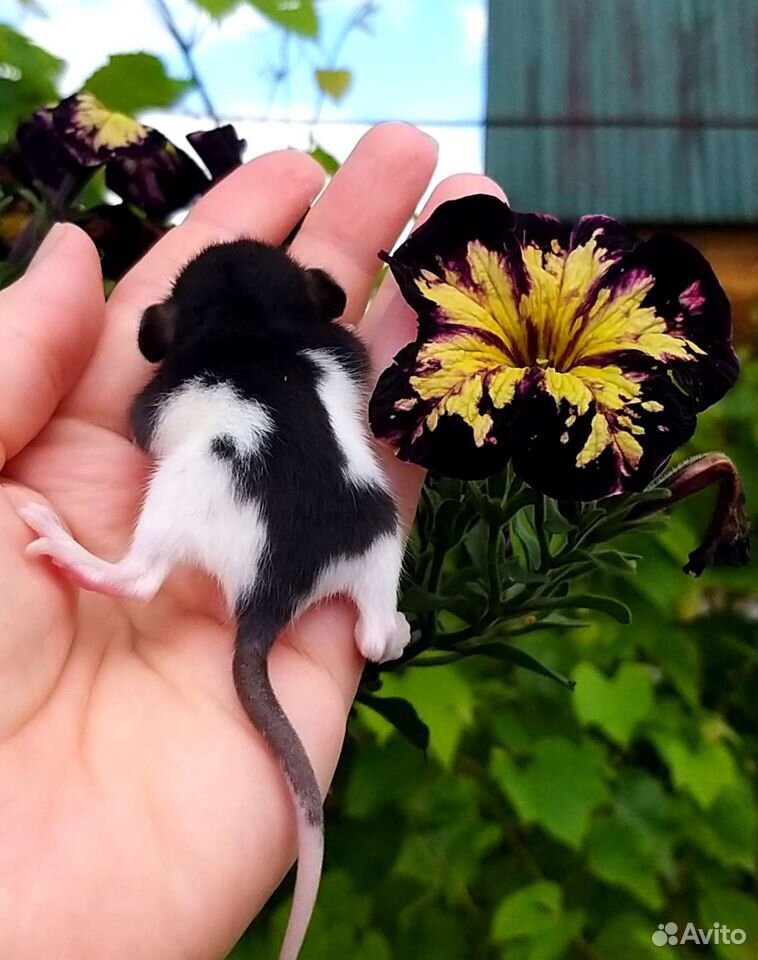 Крысята дамбо домашнего разведения