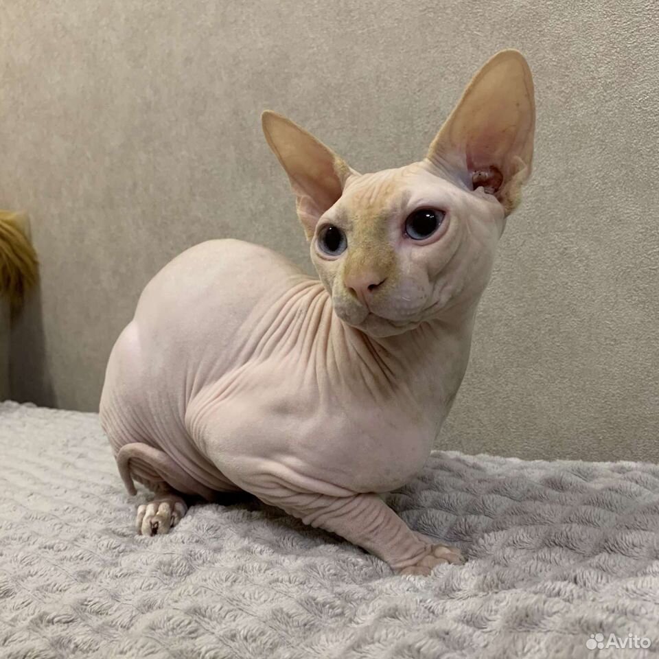 Кот на вязку