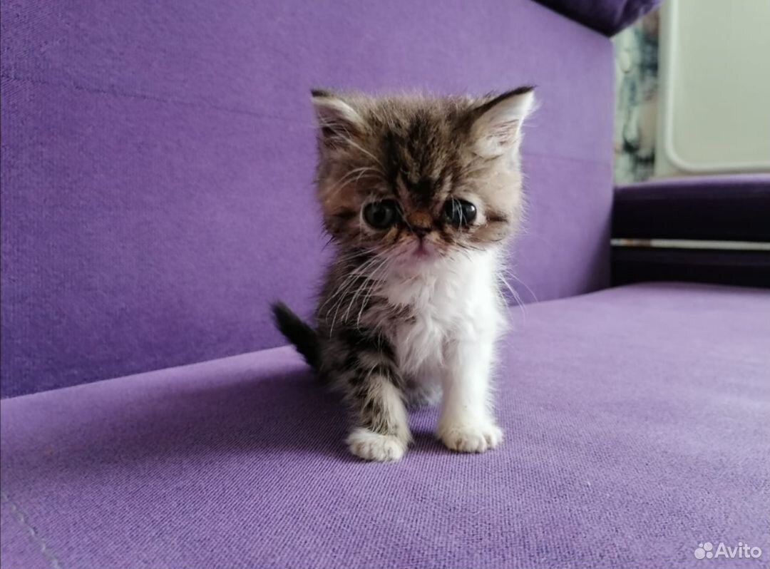 Кошка экзот