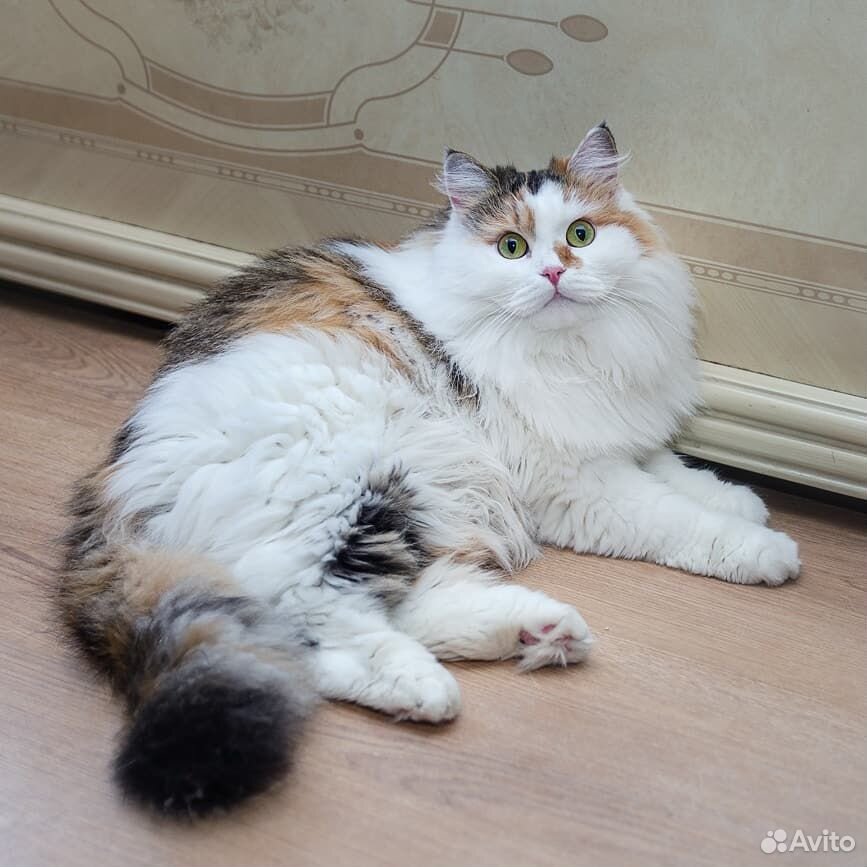 Шикарная пушистая кошечка