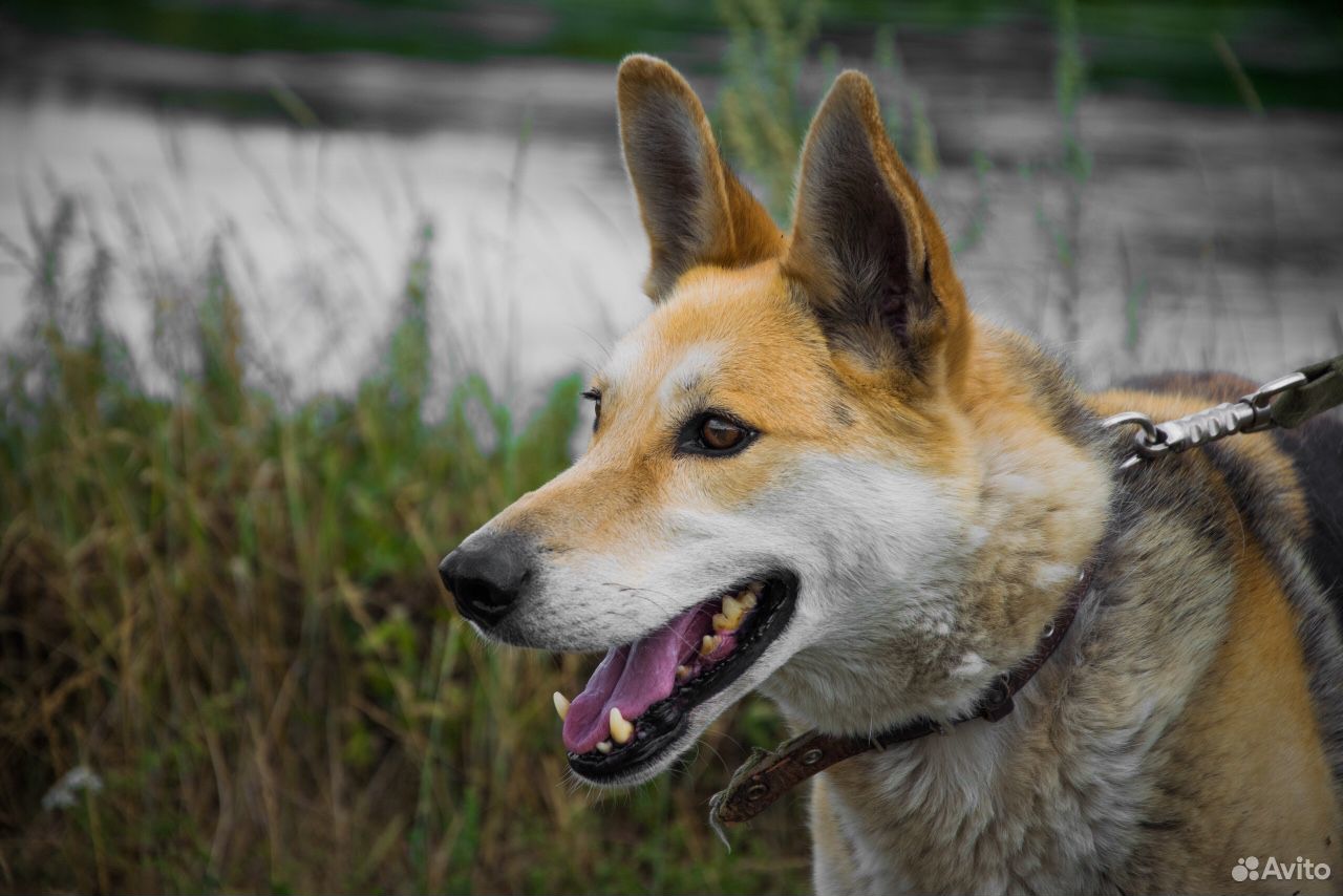 Трёхлапый особенный пёс Гриша в добрые руки