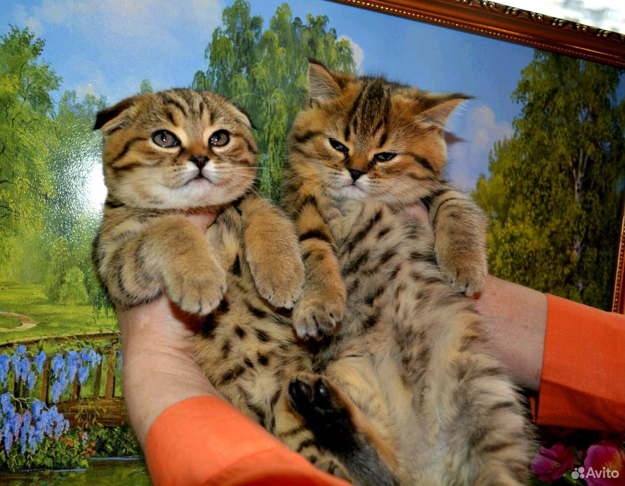 Роскошь Совершенства -Котята Тигрята для Любимых