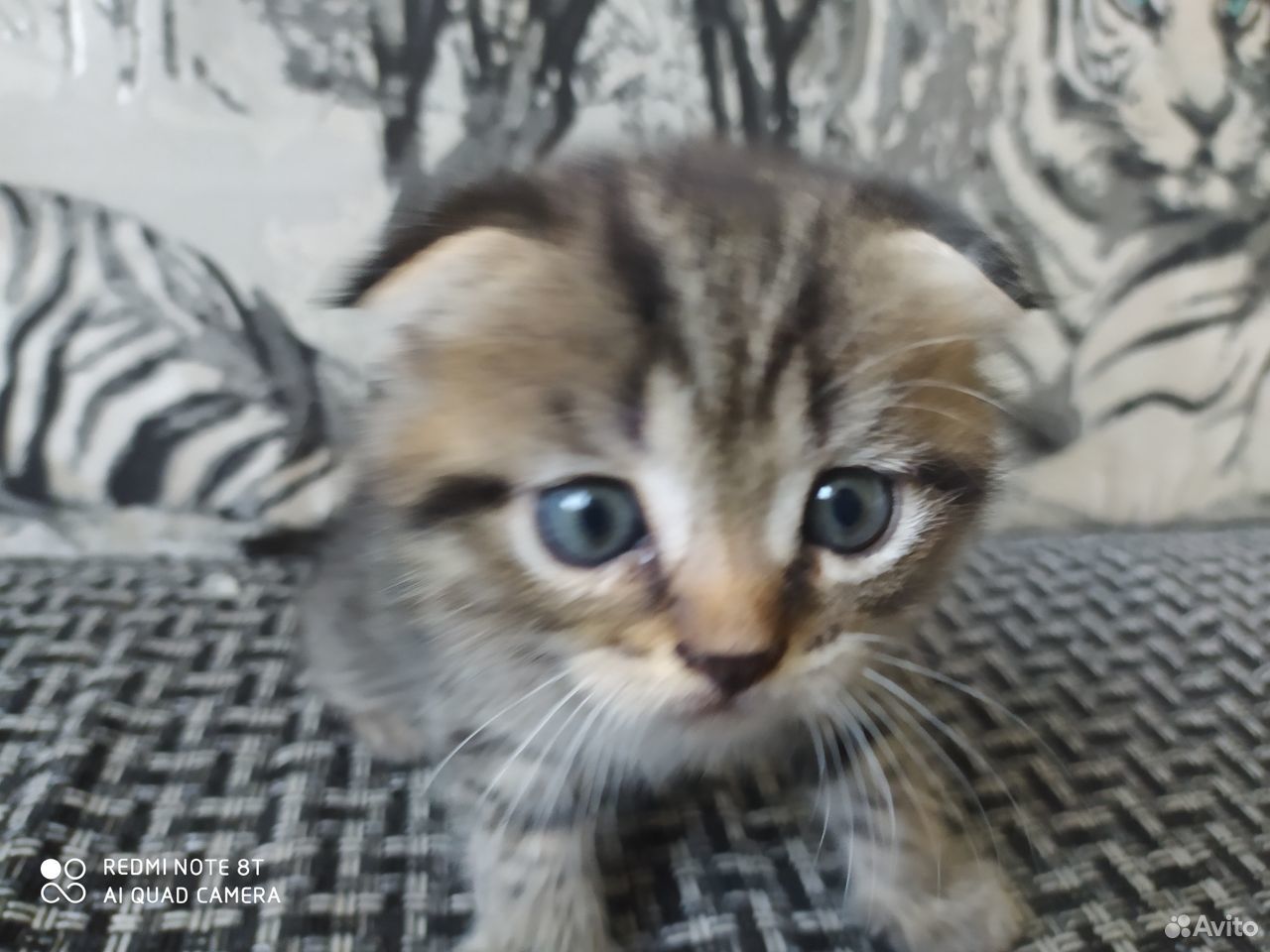 Продаю котят