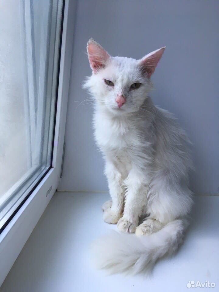Кот