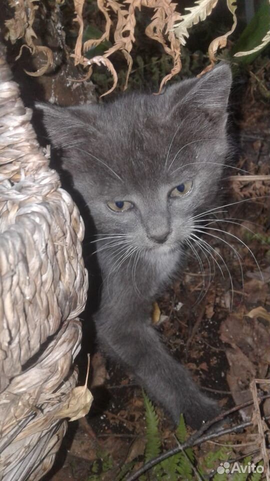 Милый котёнок