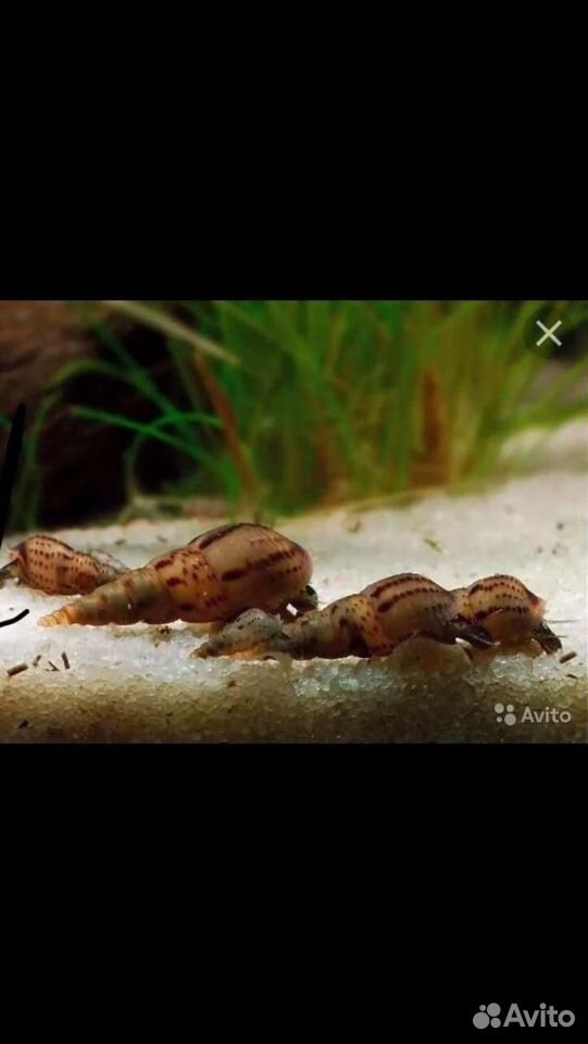 Улитки мелании