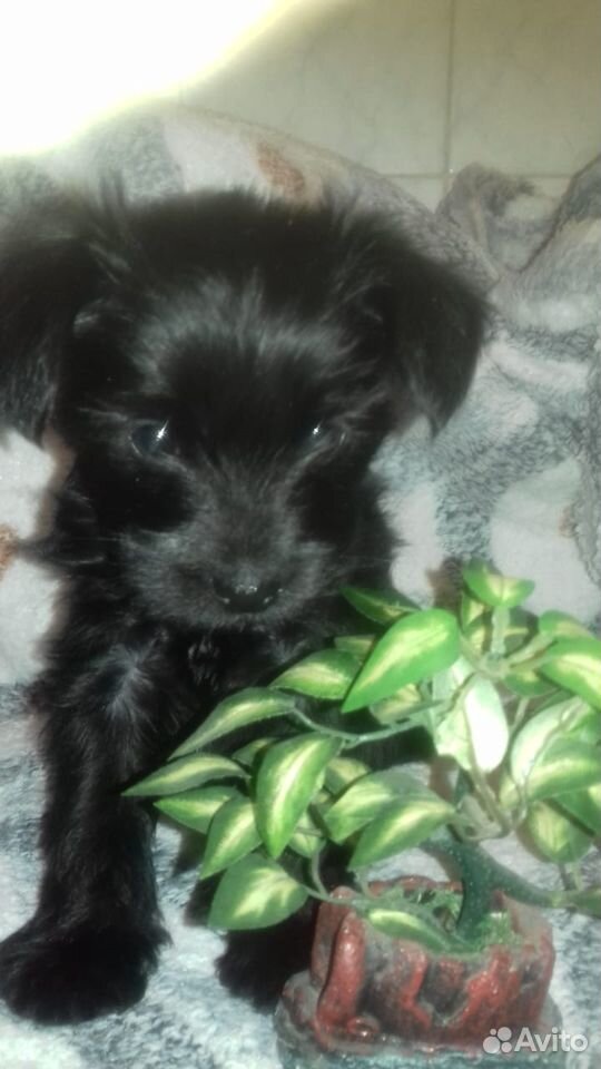 Черный йерик