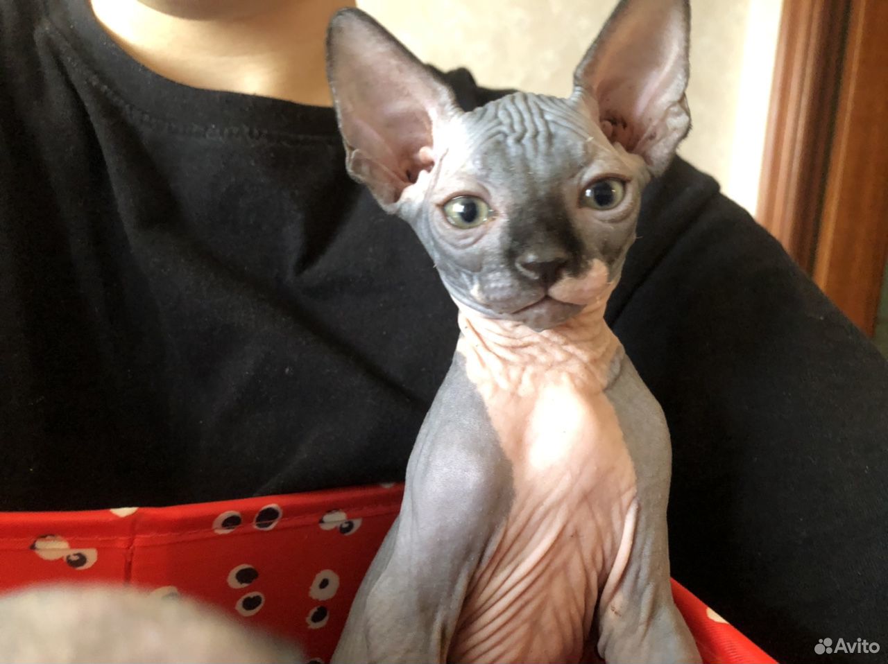 Канадский сфинкс
