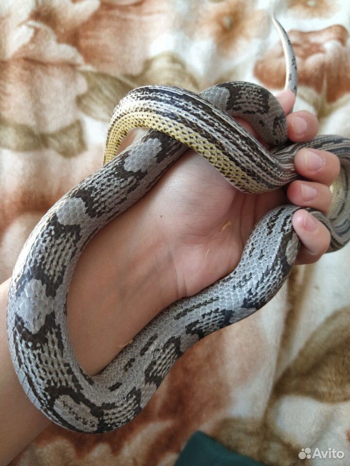 Змея (Маисовый полоз)