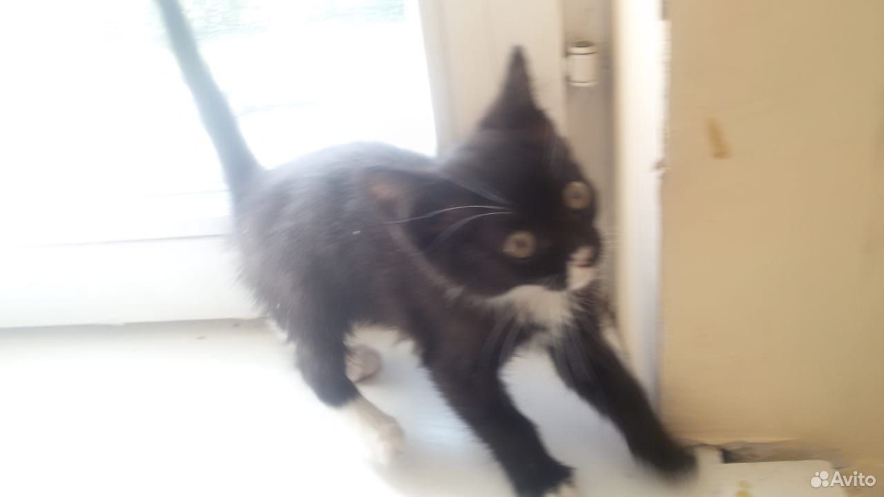 Котёнок-милаха