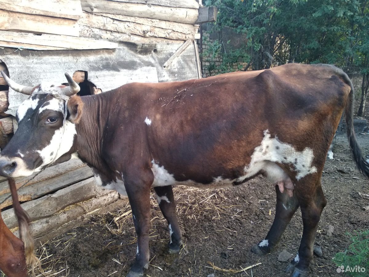 Корова доиная