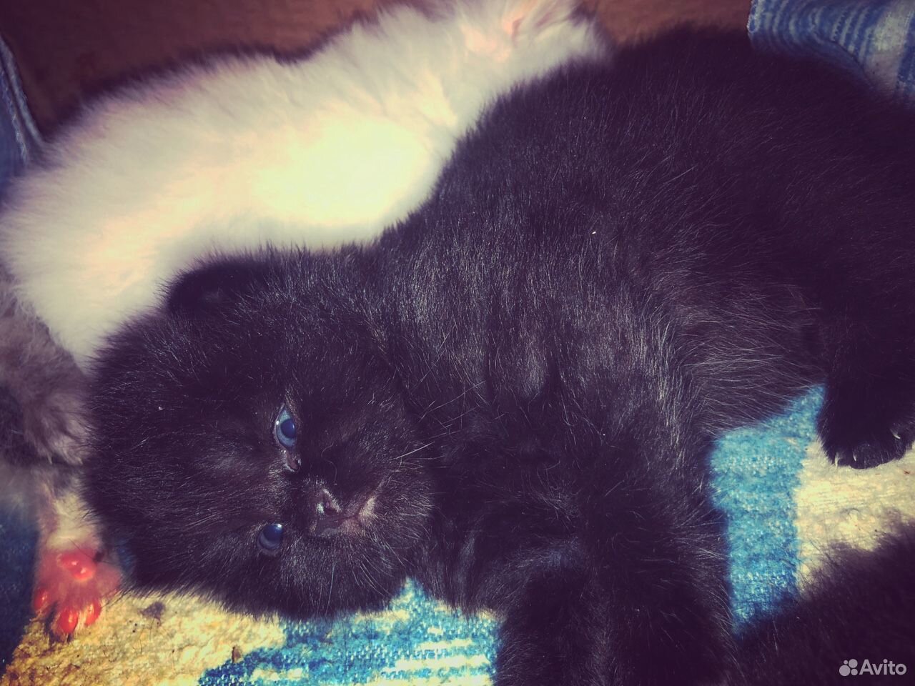 Котята плюшевые