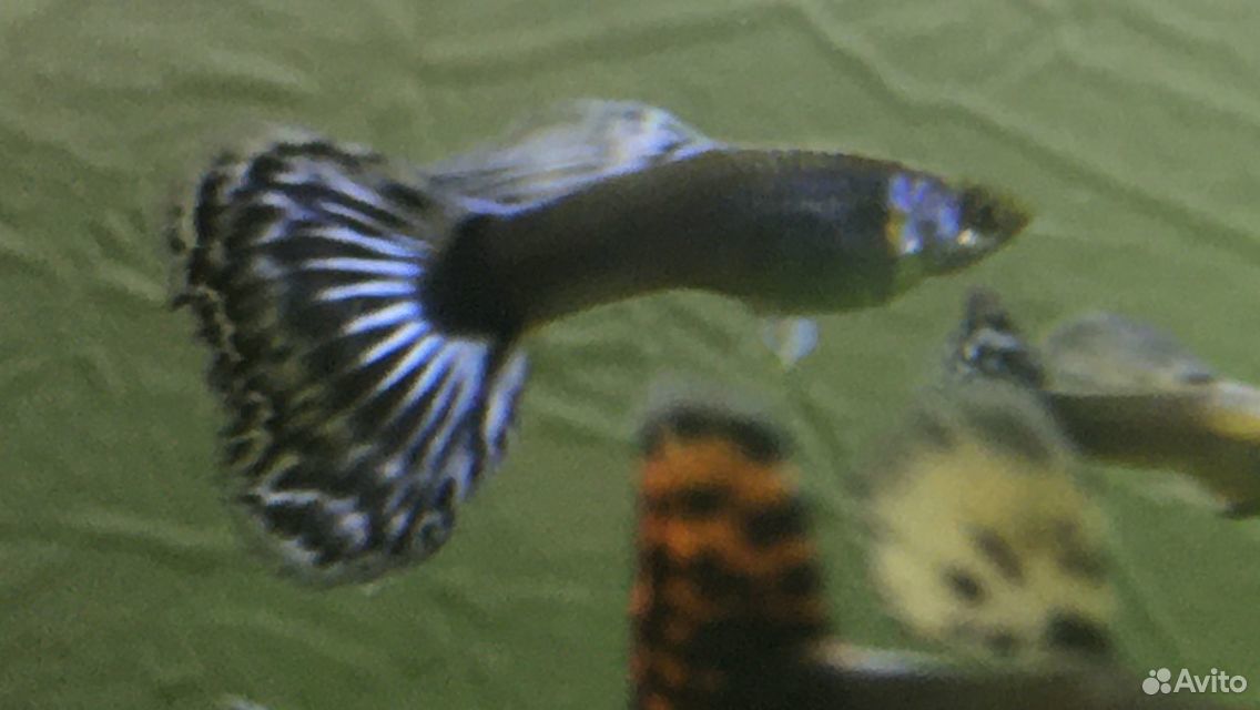 Гуппи, самцы