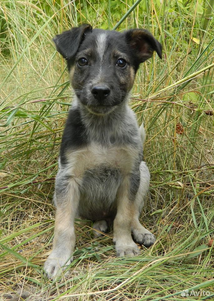 Малыш Тэдди ищет дом