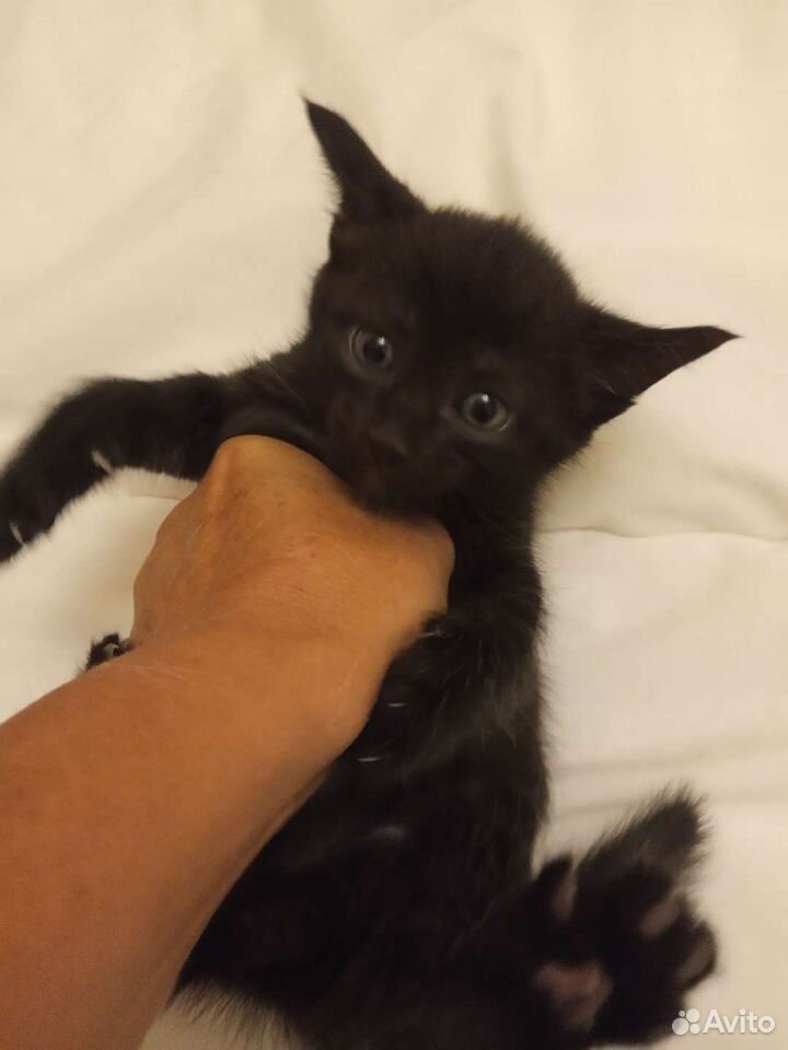 Котёнок мальчик