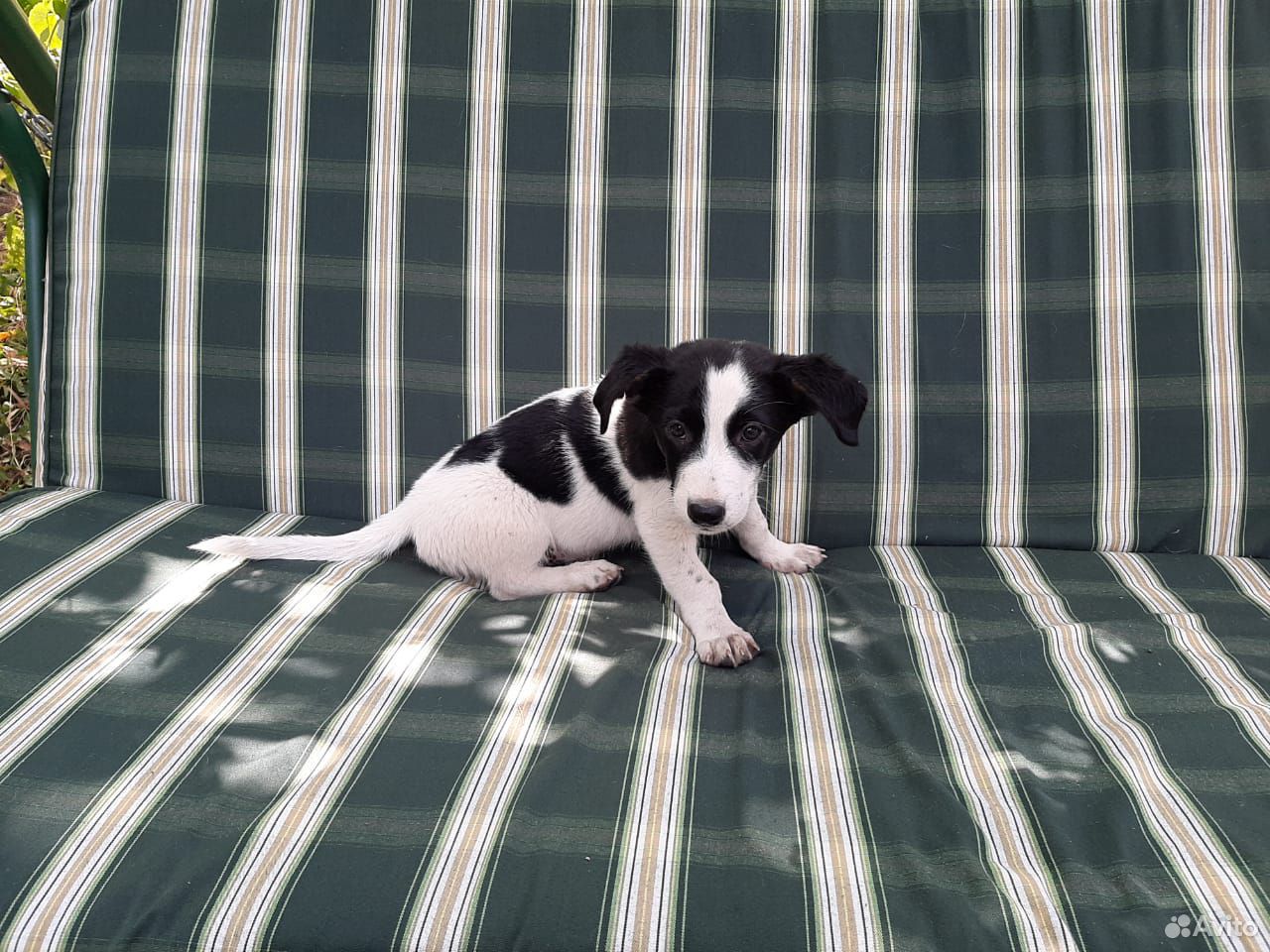 Ласковые щенки ищут дом