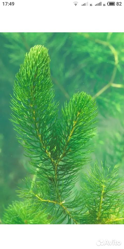 Роголистник